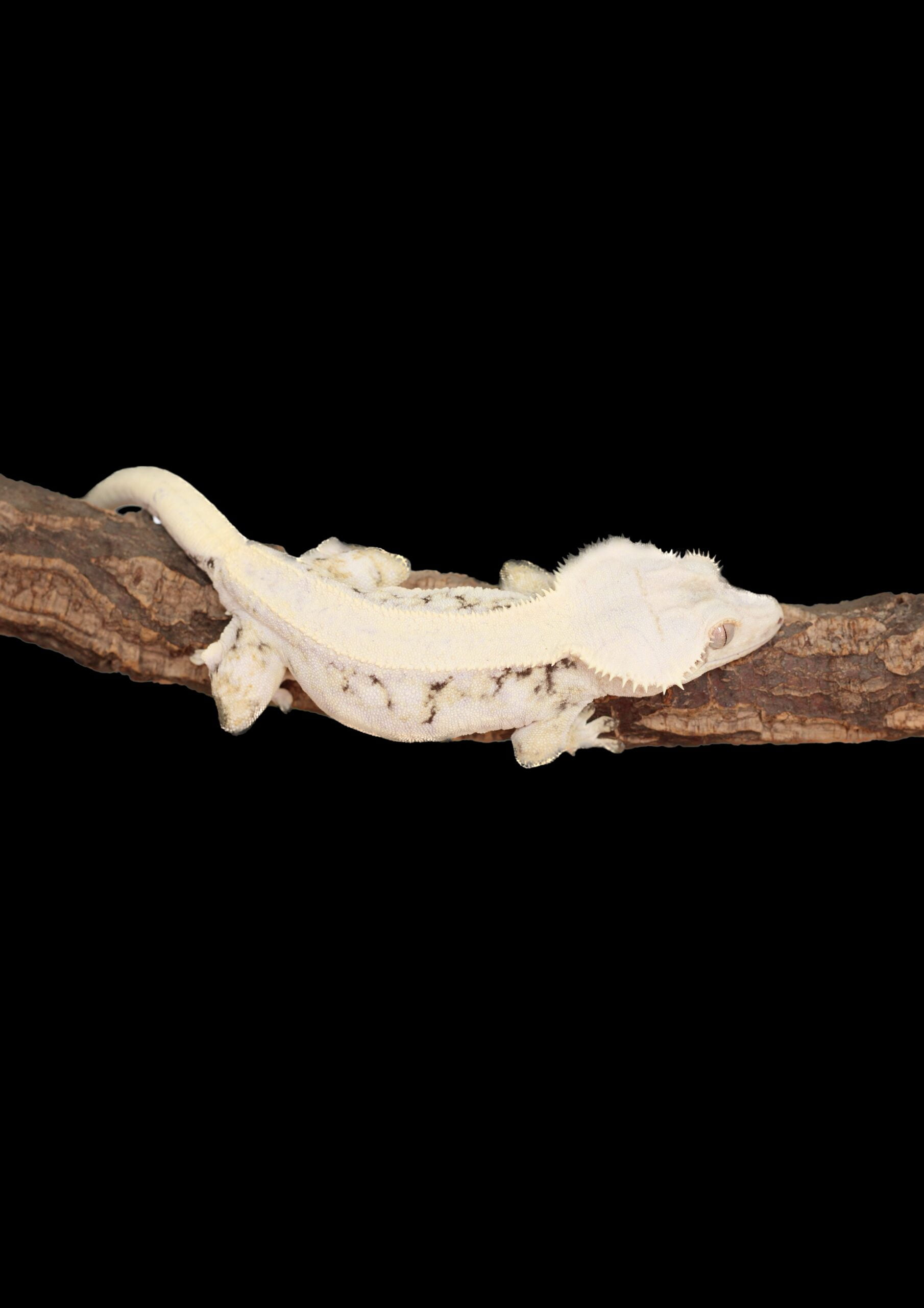 Current Breeding Geckos