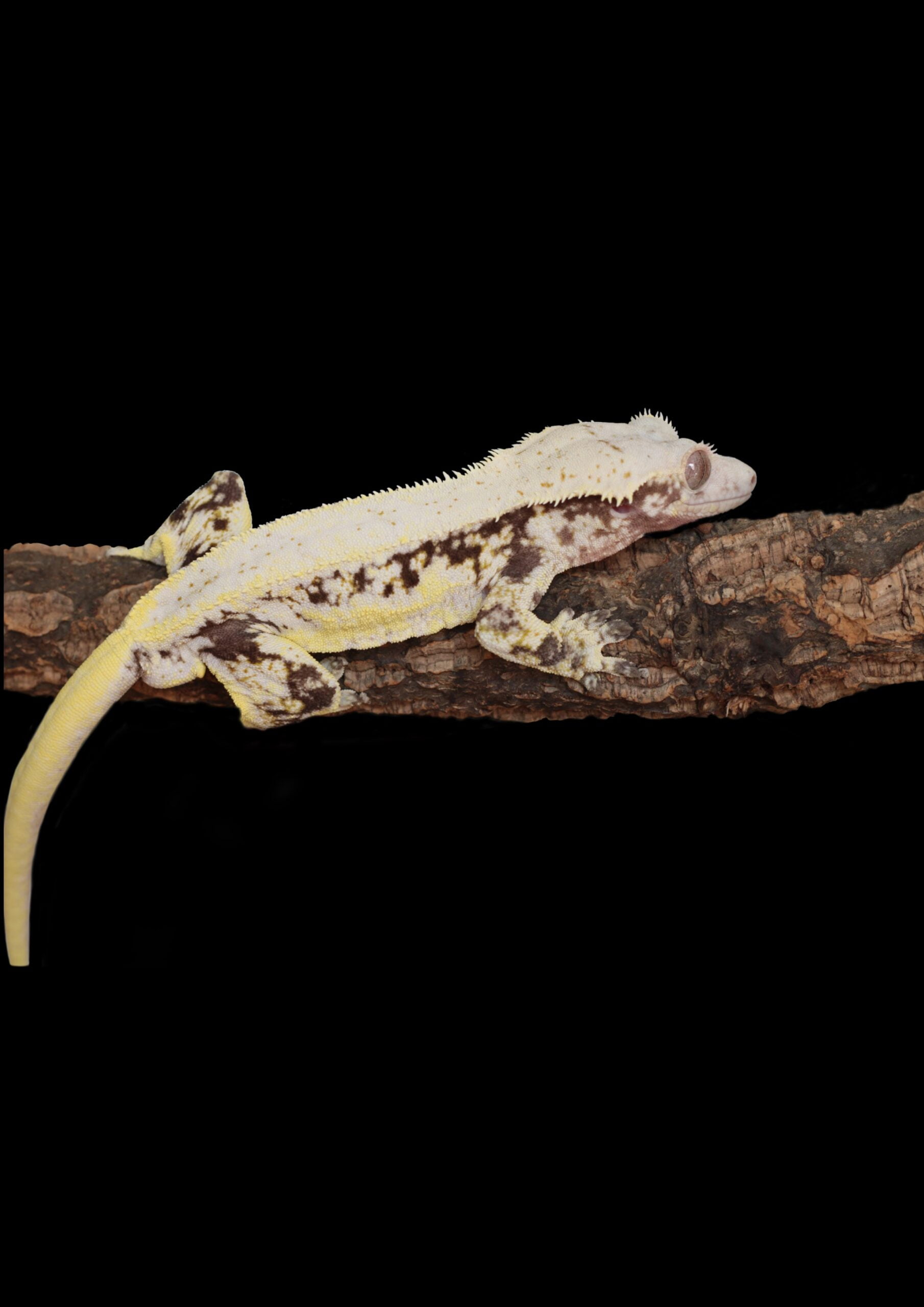 Male Crested Gecko Breeding Males