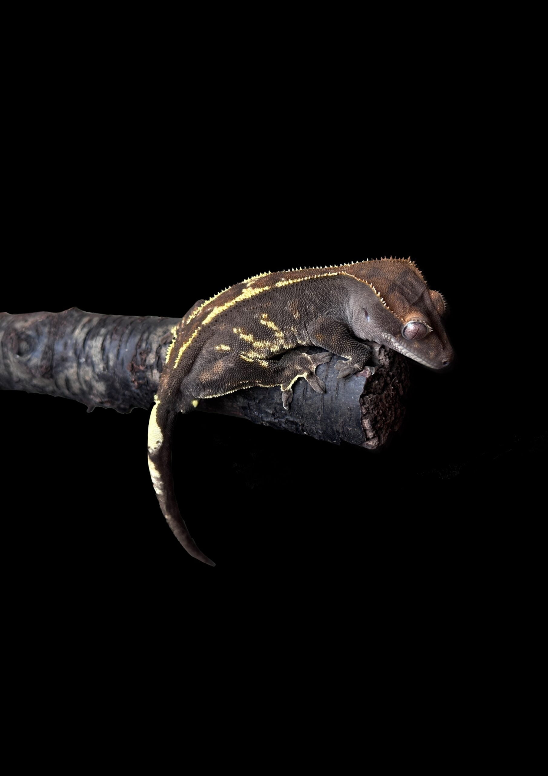 Male Crested Gecko Breeding Males