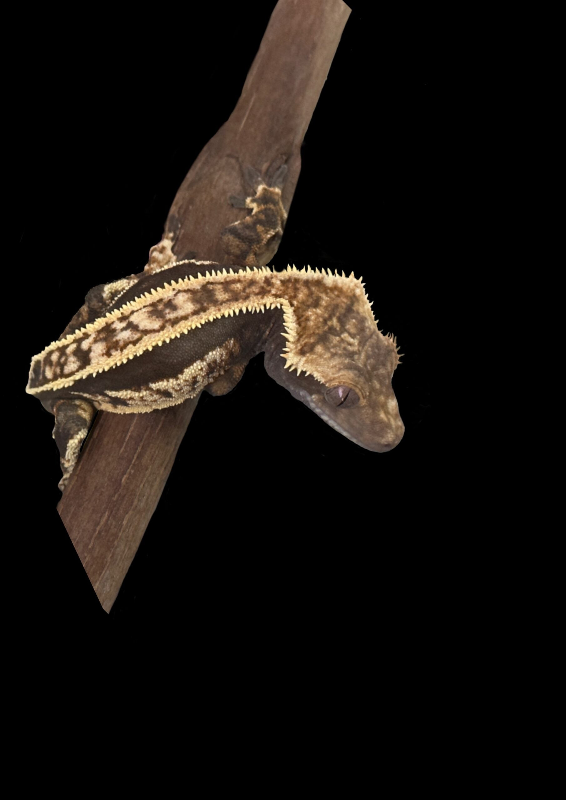 Male Crested Gecko Breeding Males