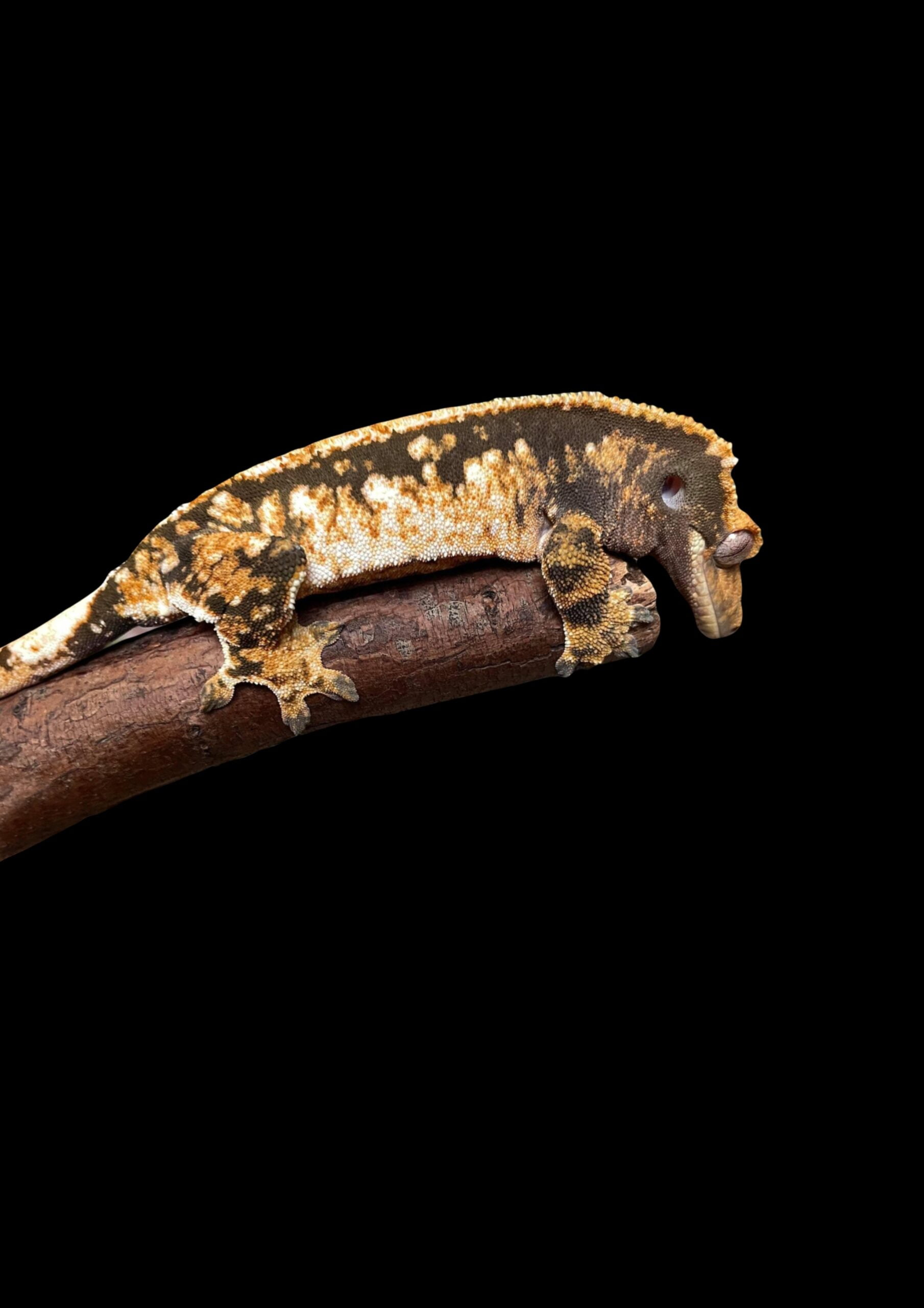 Crested Gecko Female Breeders