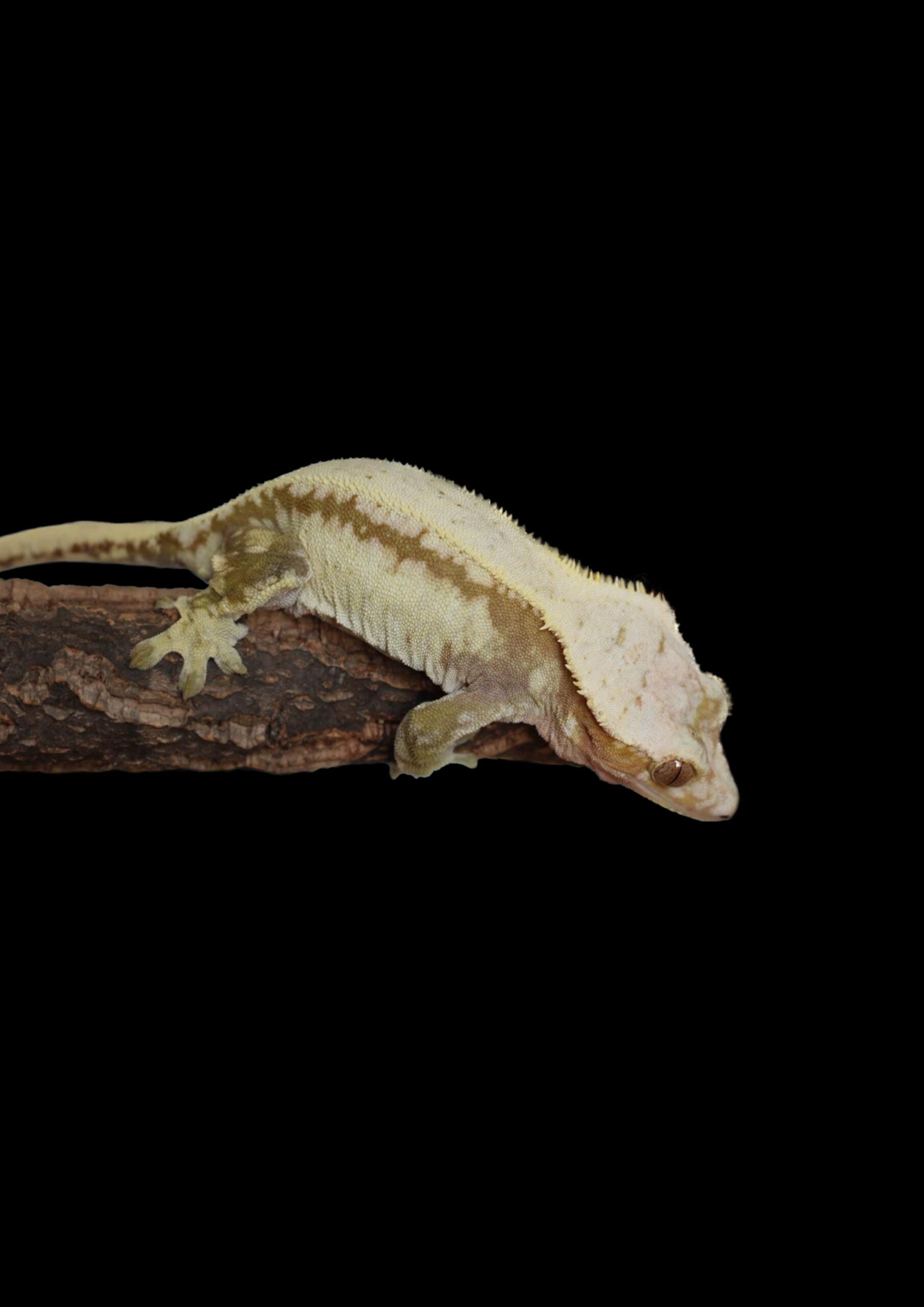 Crested Gecko Female Breeders