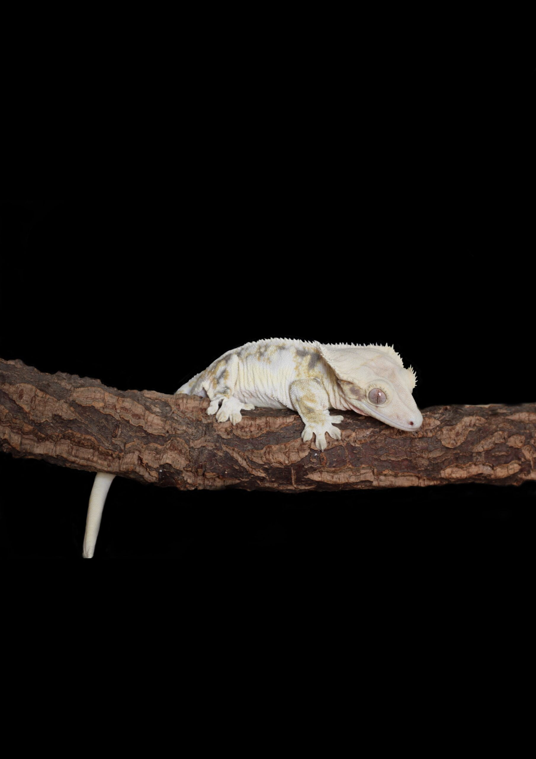 Crested Gecko Female Breeders