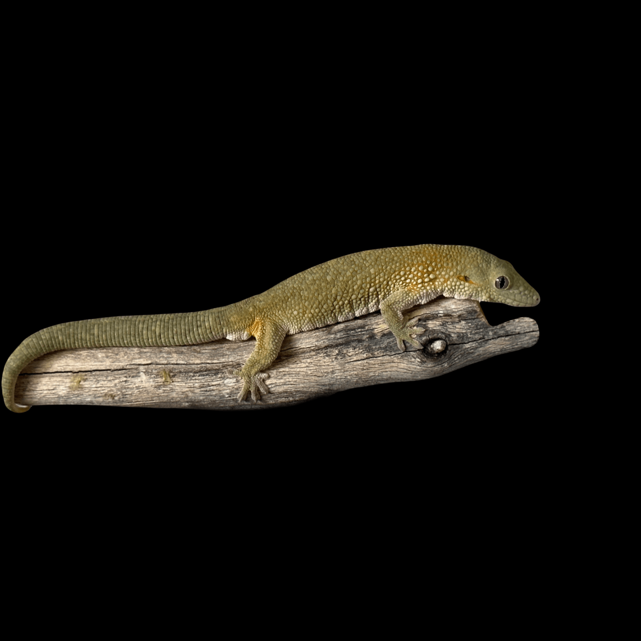 Breeding Eurydactylodes Male Geckos