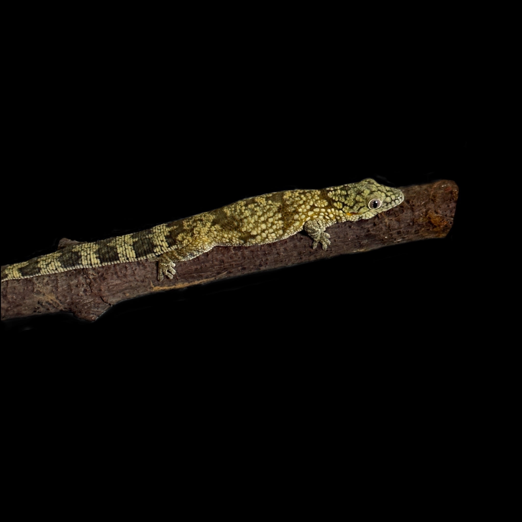 Breeding Eurydactylodes Male Geckos
