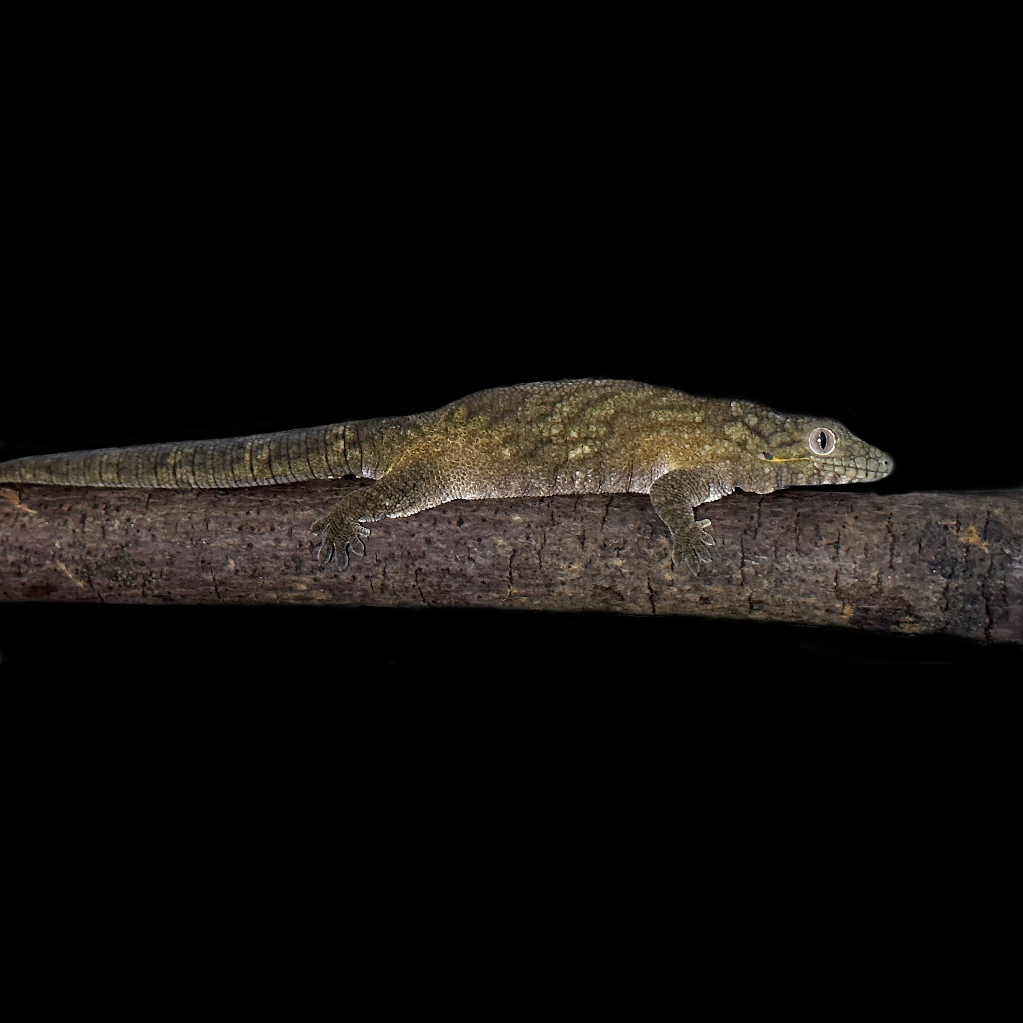 Breeding Eurydactylodes Female Geckos
