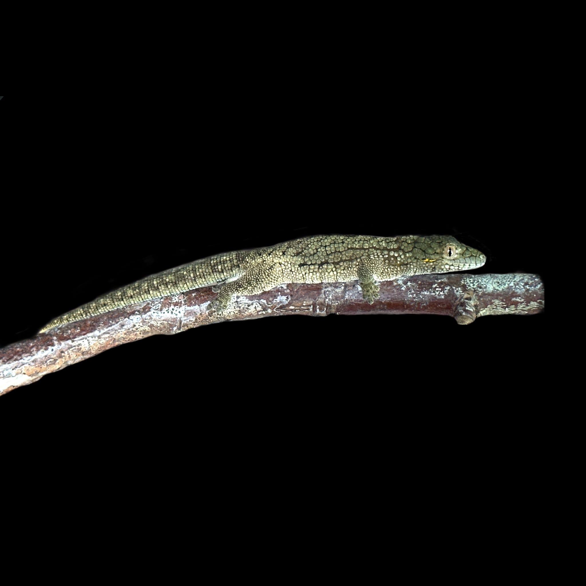 Breeding Eurydactylodes Male Geckos