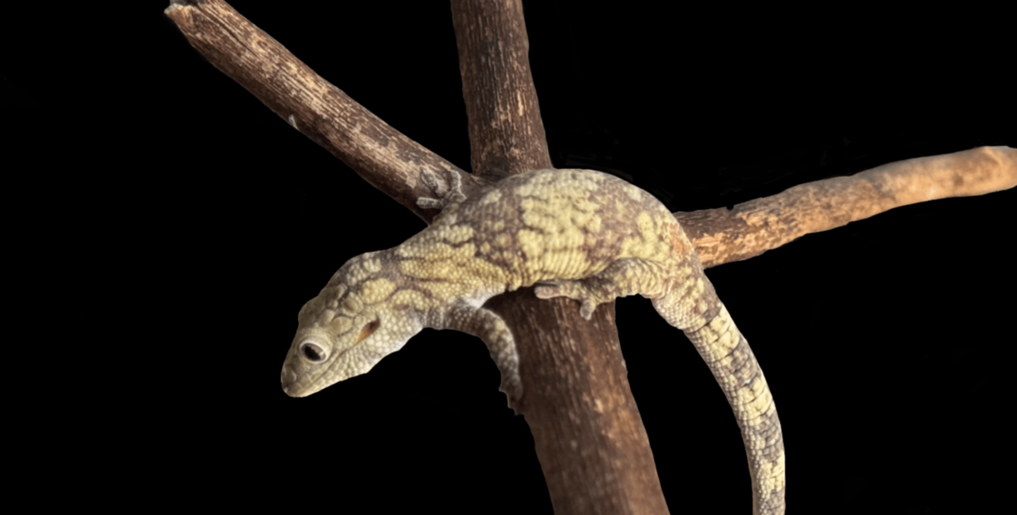 Breeding Eurydactylodes Female Geckos